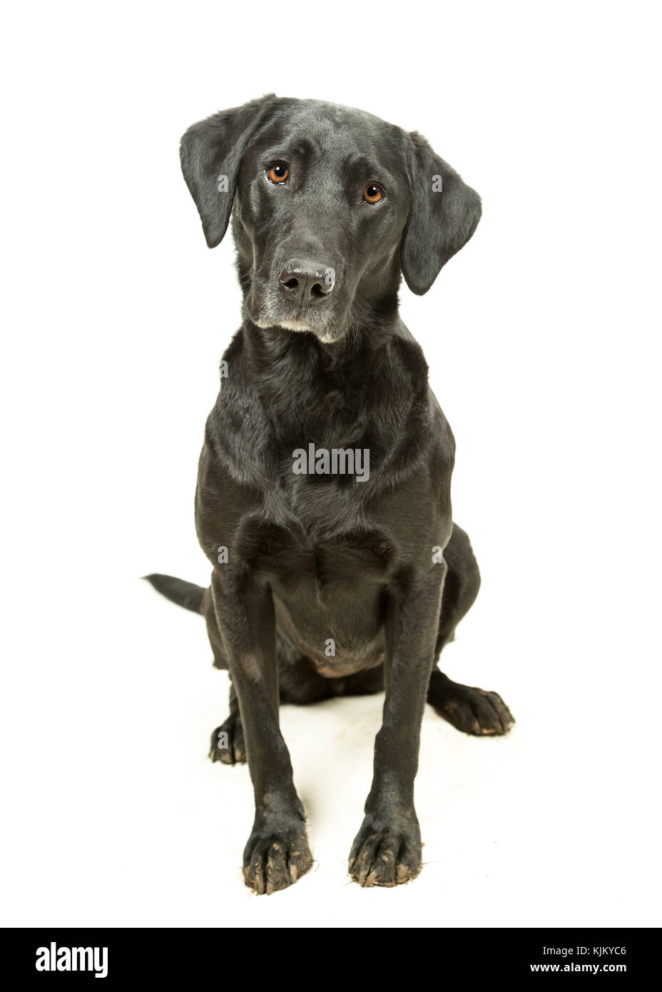 Working Black Lab Labrador Retriever sitting on white background Stock ...