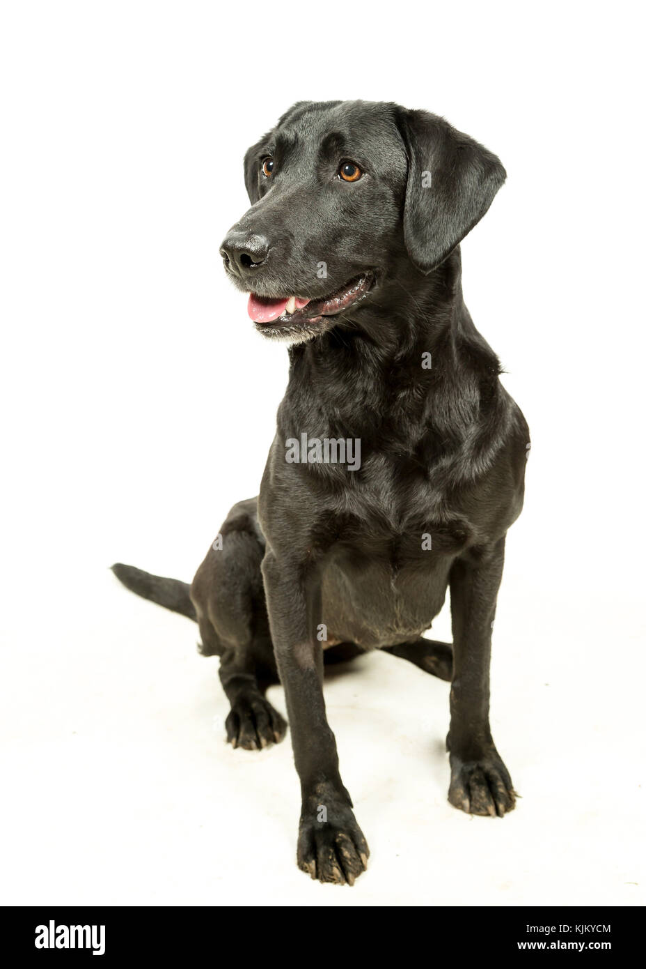 Working Black Labrador Retriever Stock Photos & Working Black Labrador ...