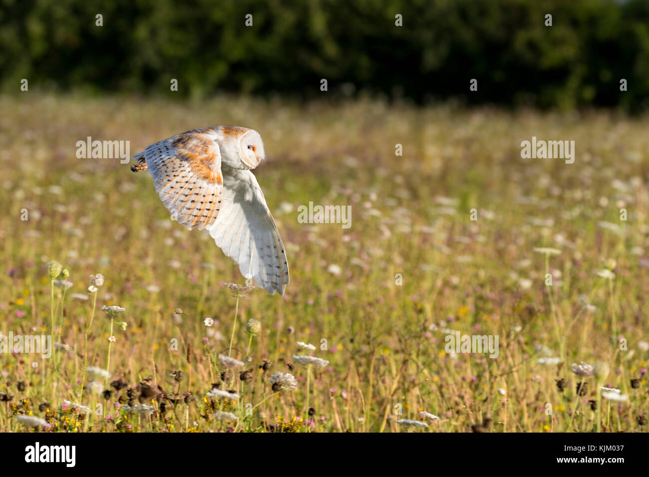Barn owl in flight Stock Photo - Alamy