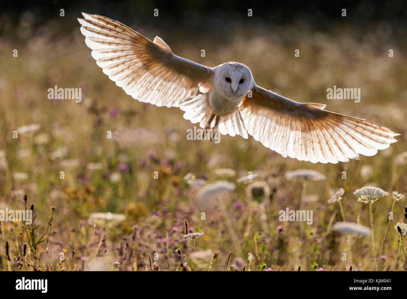Barn owl in flight Stock Photo - Alamy