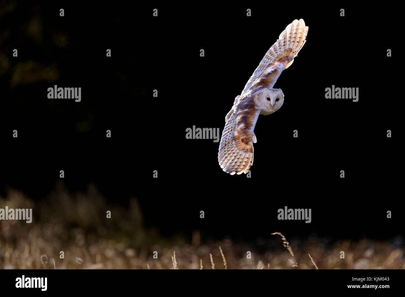 Barn Owl backlit in flight Stock Photo - Alamy