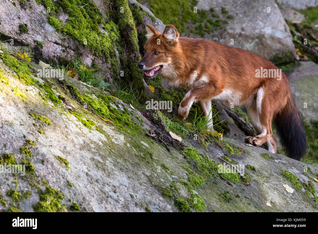 Indian Wild Dog High Resolution Stock Photography and Images - Alamy