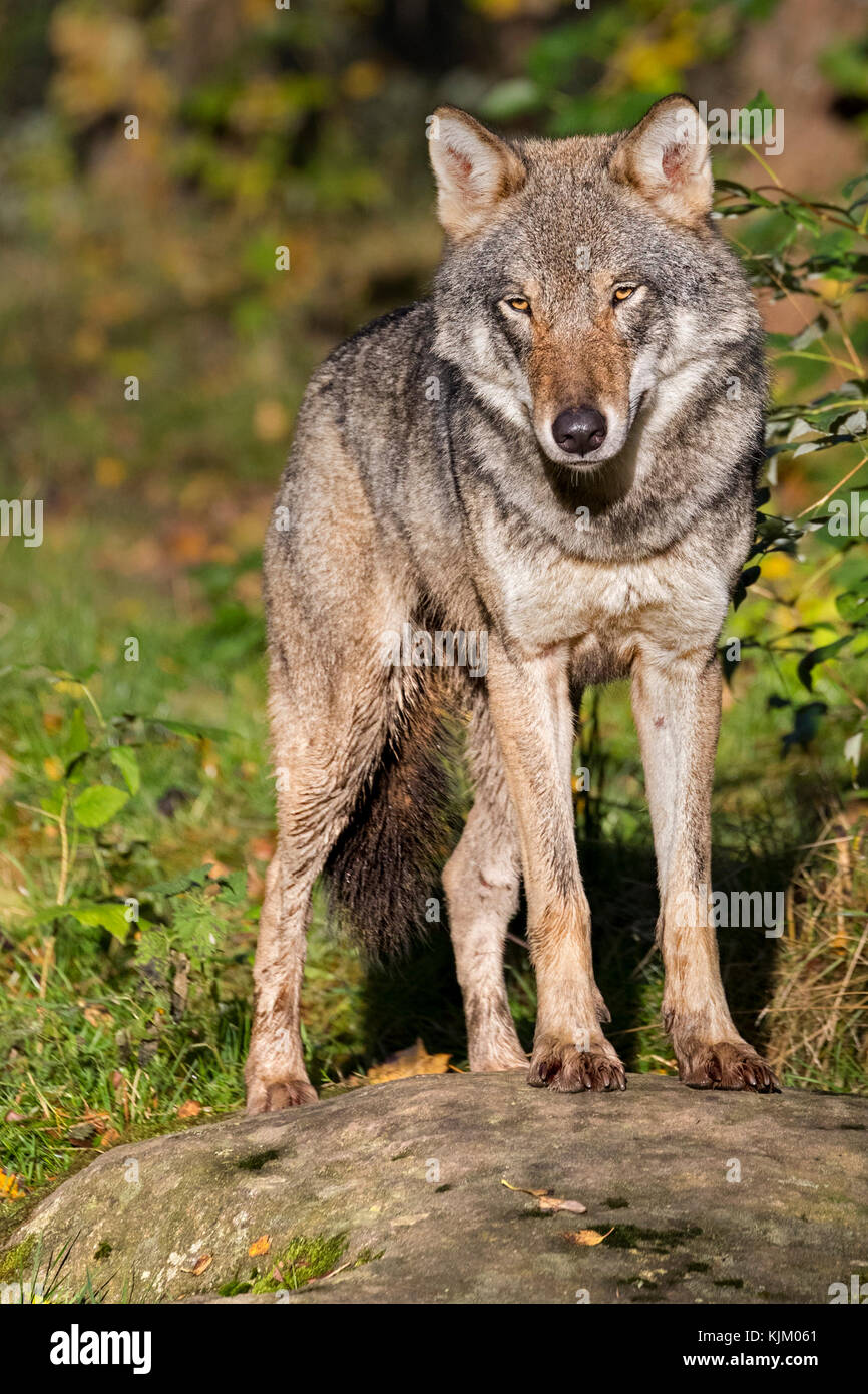 Grey wolf hi-res stock photography and images - Alamy