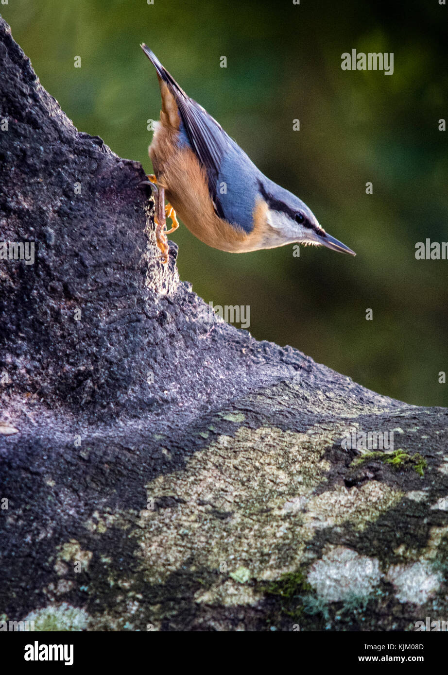Nuthatch on a tree Stock Photo - Alamy