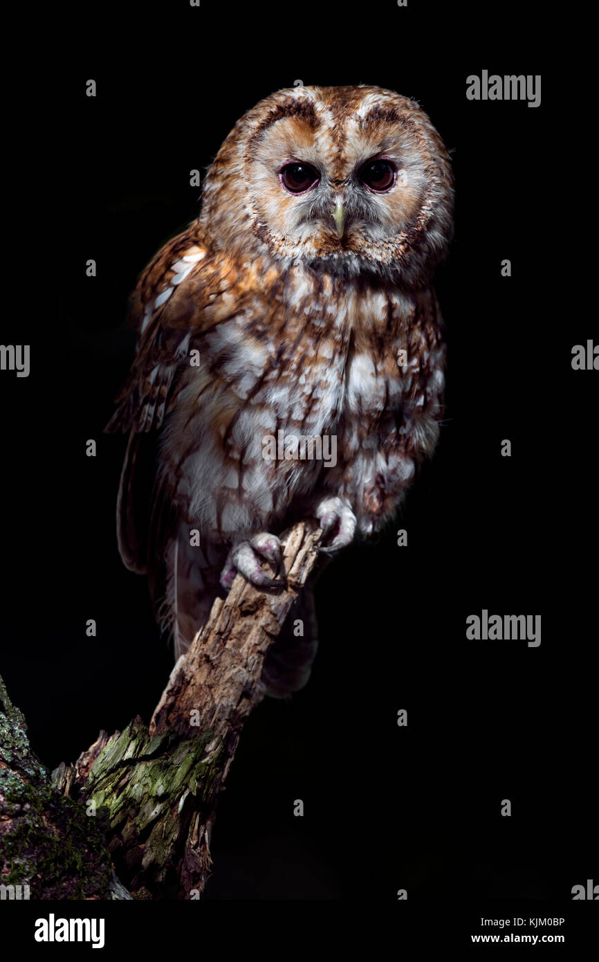Portrait of a Tawny owl in a tree Stock Photo - Alamy