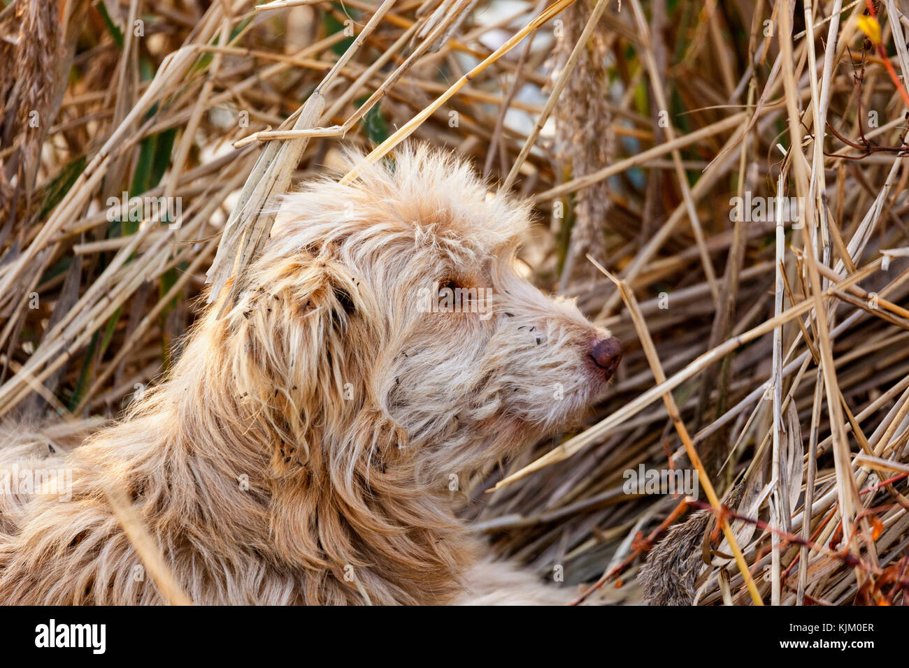 Stray dog through grass hi-res stock photography and images - Alamy