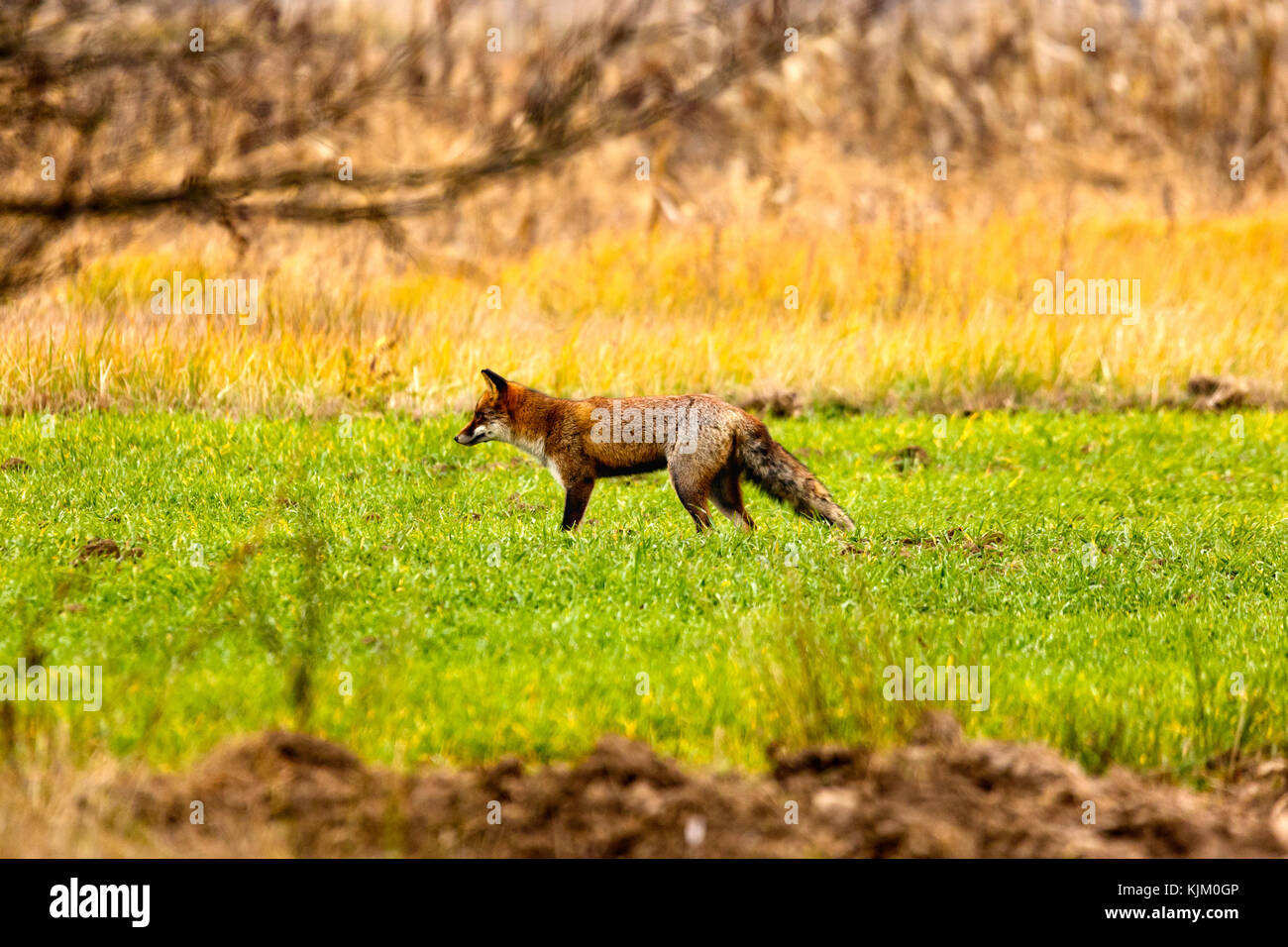 Male fox hi-res stock photography and images - Alamy