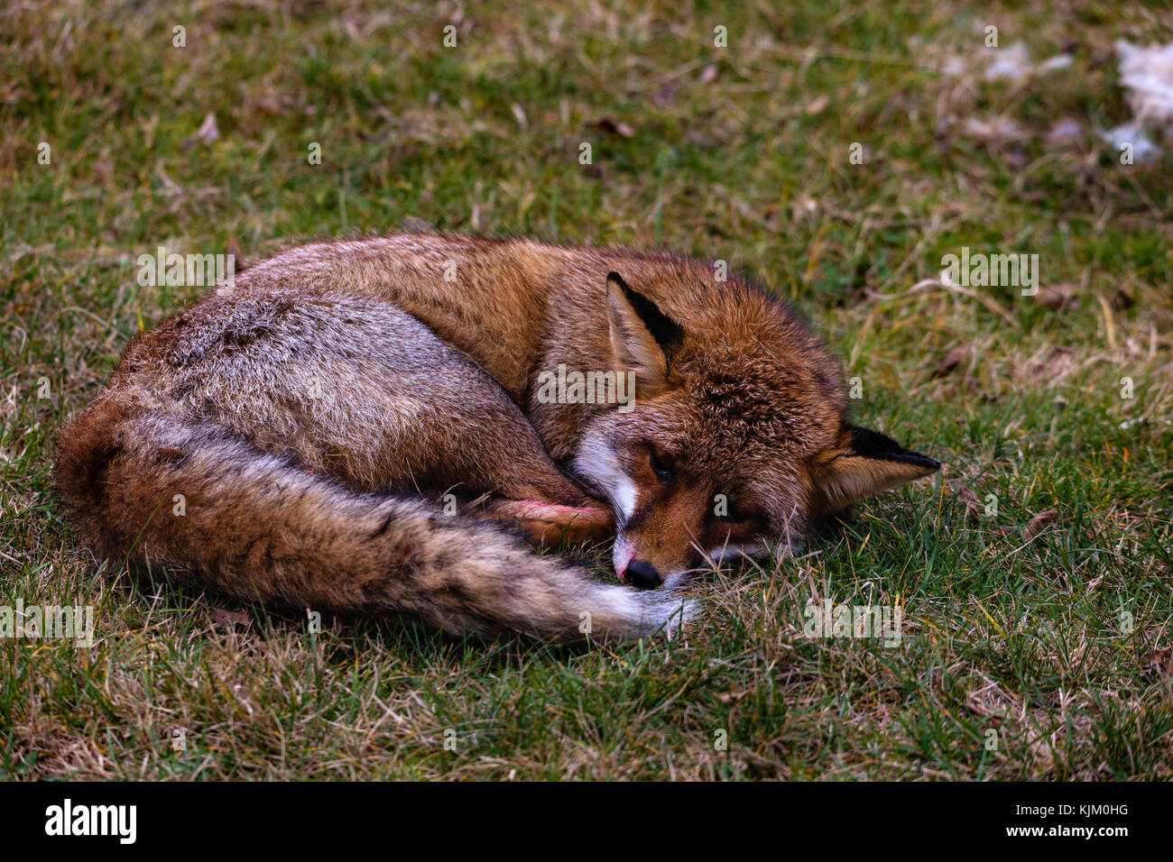 male fox in the natural environment Stock Photo - Alamy