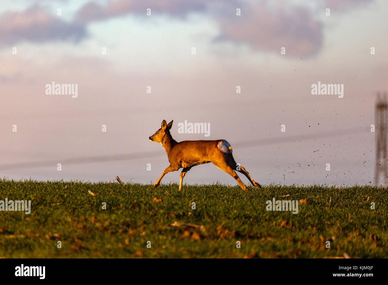 the deer on a field runs and jumps Stock Photo - Alamy