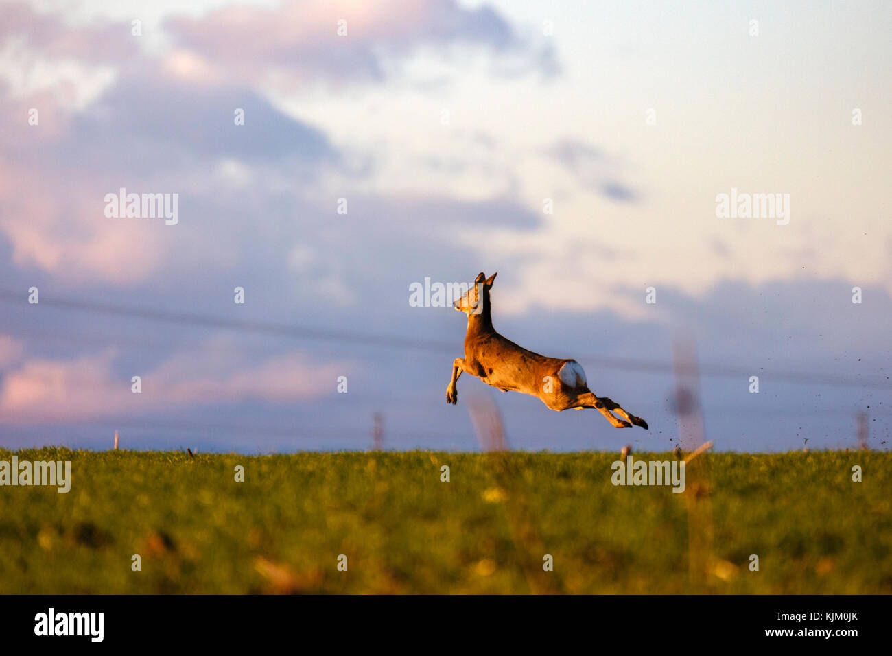 the deer on a field runs and jumps Stock Photo - Alamy