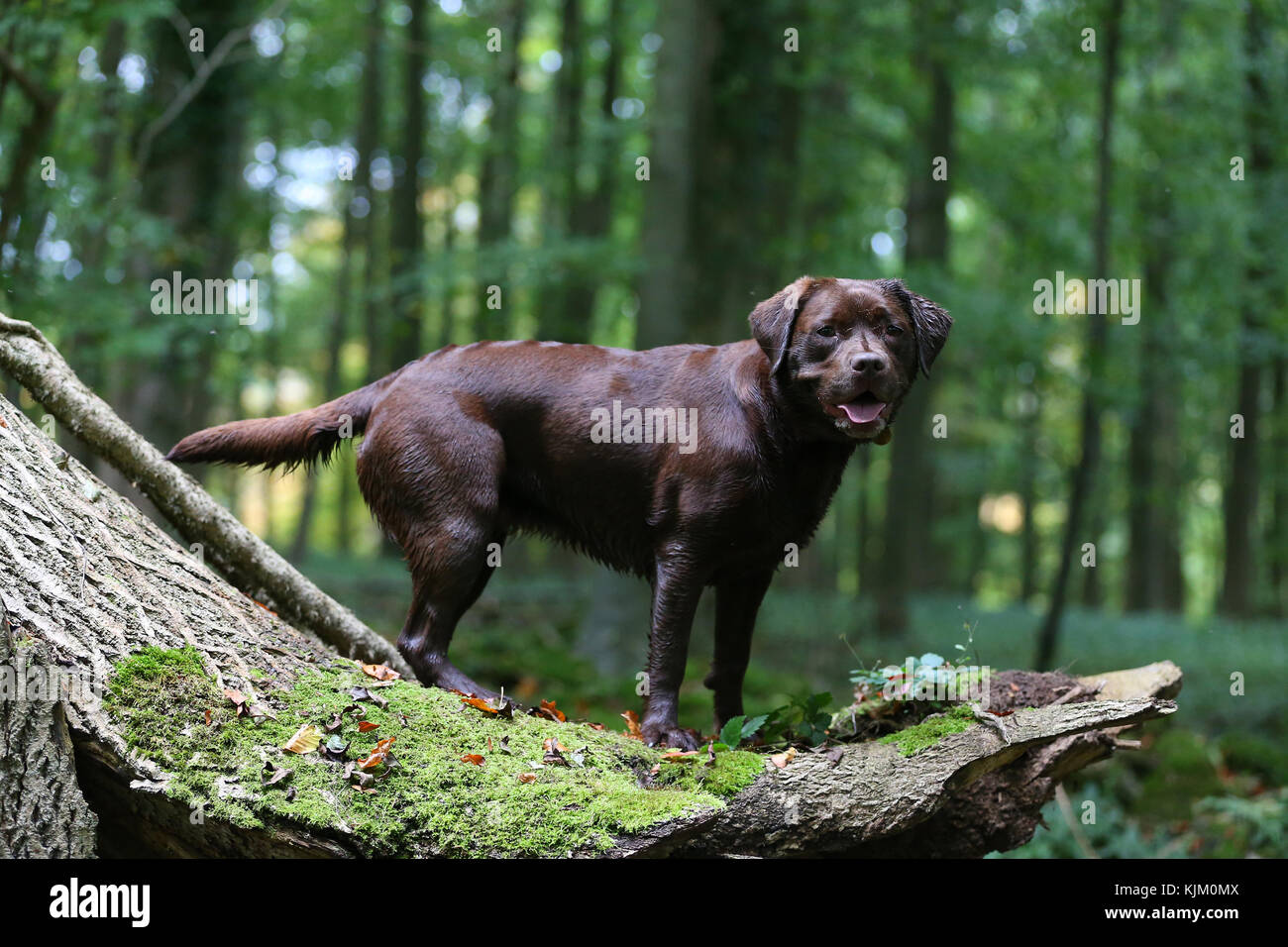 Lab tree hi-res stock photography and images - Alamy