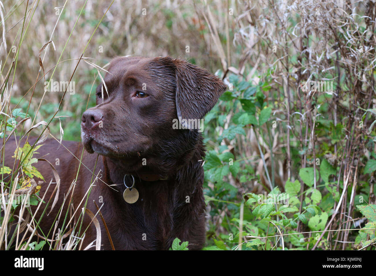 Lab head hi-res stock photography and images - Alamy