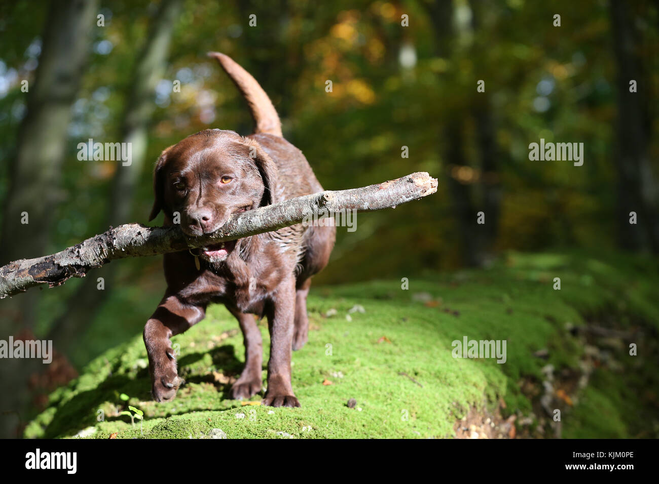 Stick of chocolate hi-res stock photography and images - Alamy