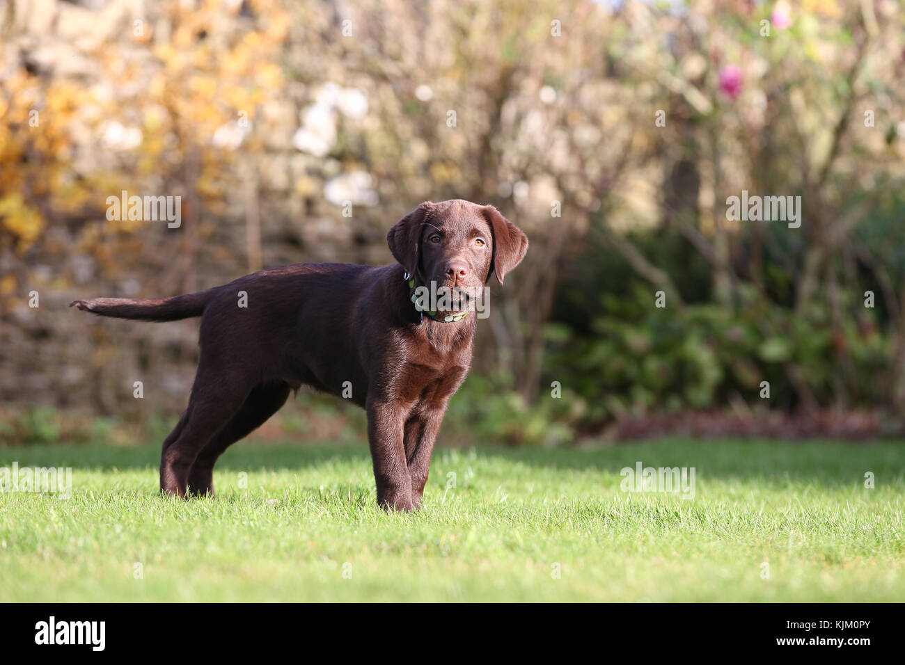Week old chocolate labrador puppy hi-res stock photography and images ...