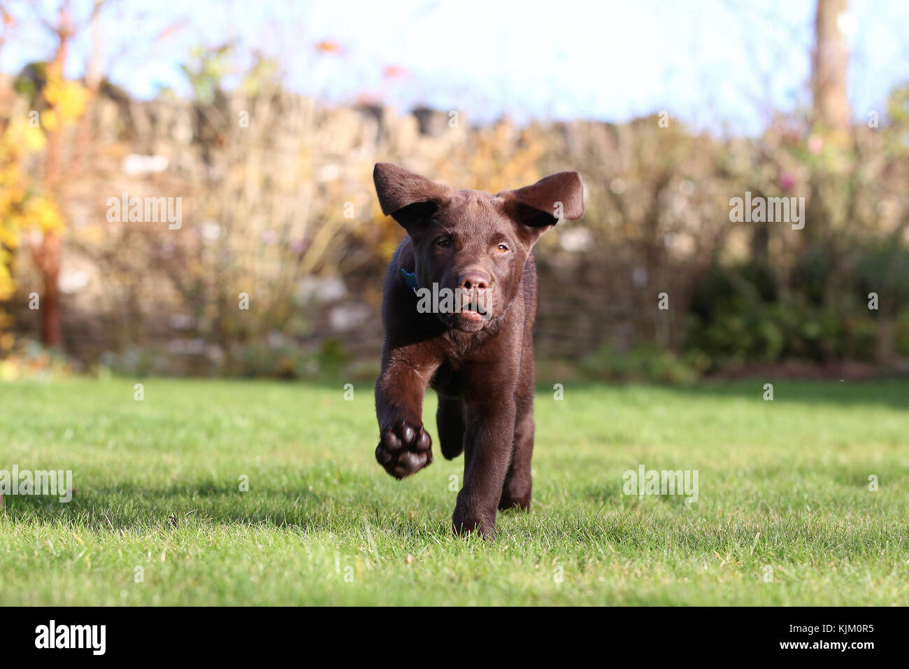 Labrador ears hi-res stock photography and images - Alamy