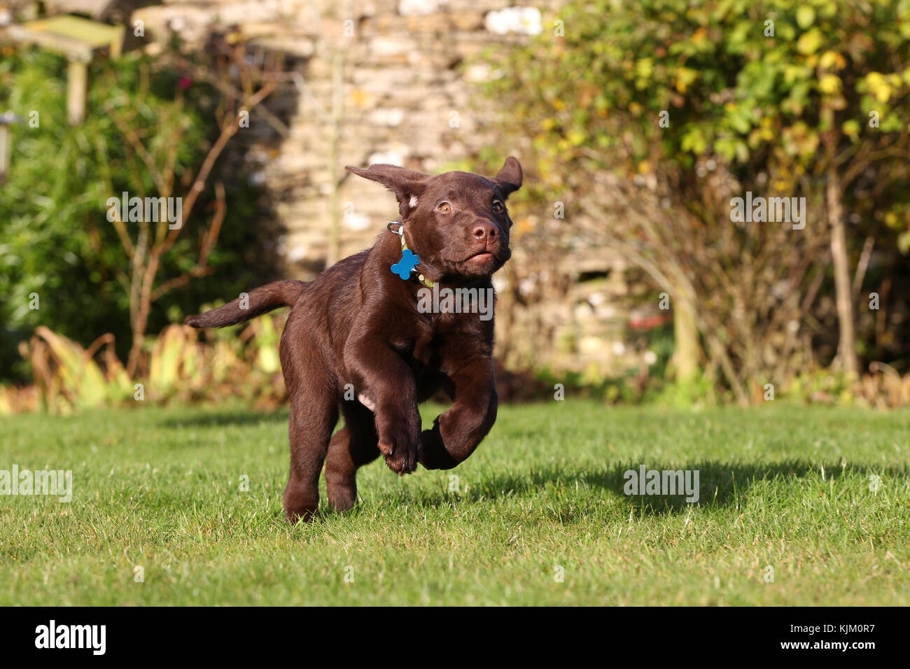 Labrador ears hi-res stock photography and images - Alamy
