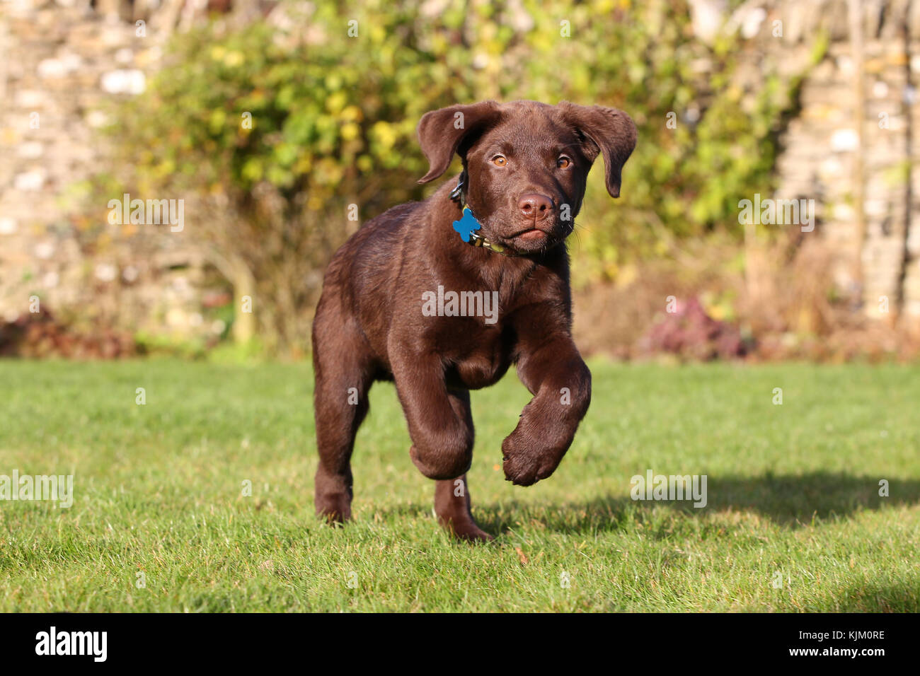 Labrador running on grass hi-res stock photography and images - Alamy