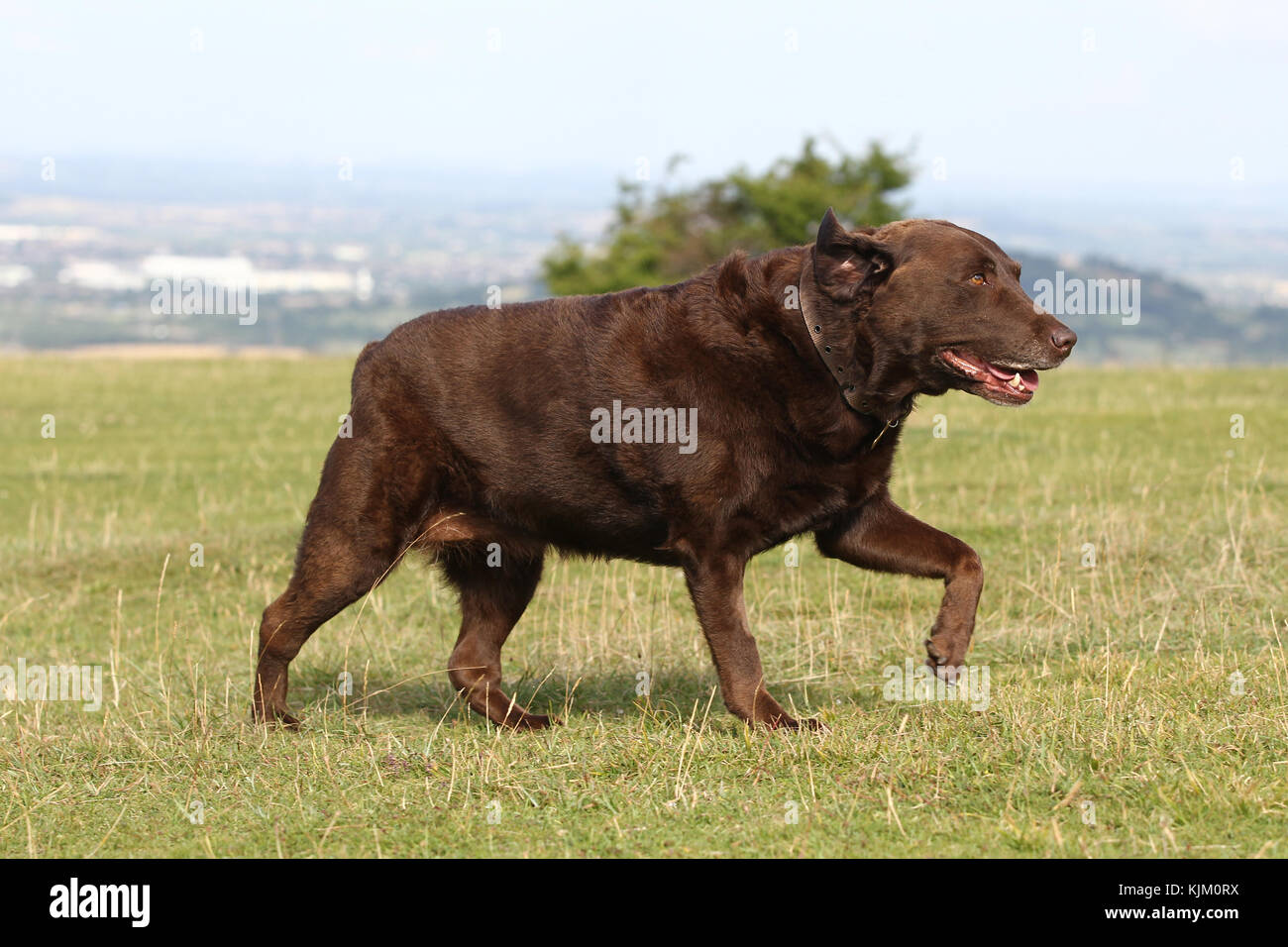 Labrador running on grass hi-res stock photography and images - Alamy