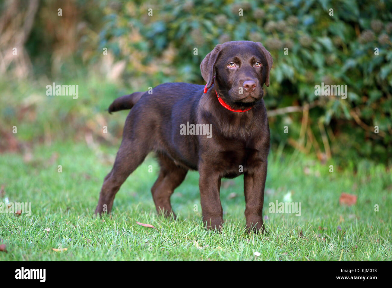 Week old chocolate labrador retriever hi-res stock photography and ...
