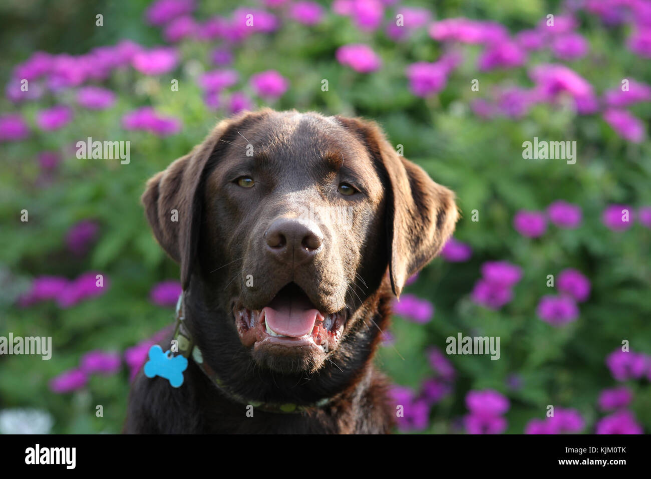 Labrador in flowers hi-res stock photography and images - Alamy