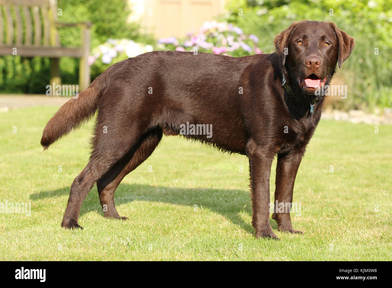 Labrador standing hi-res stock photography and images - Alamy