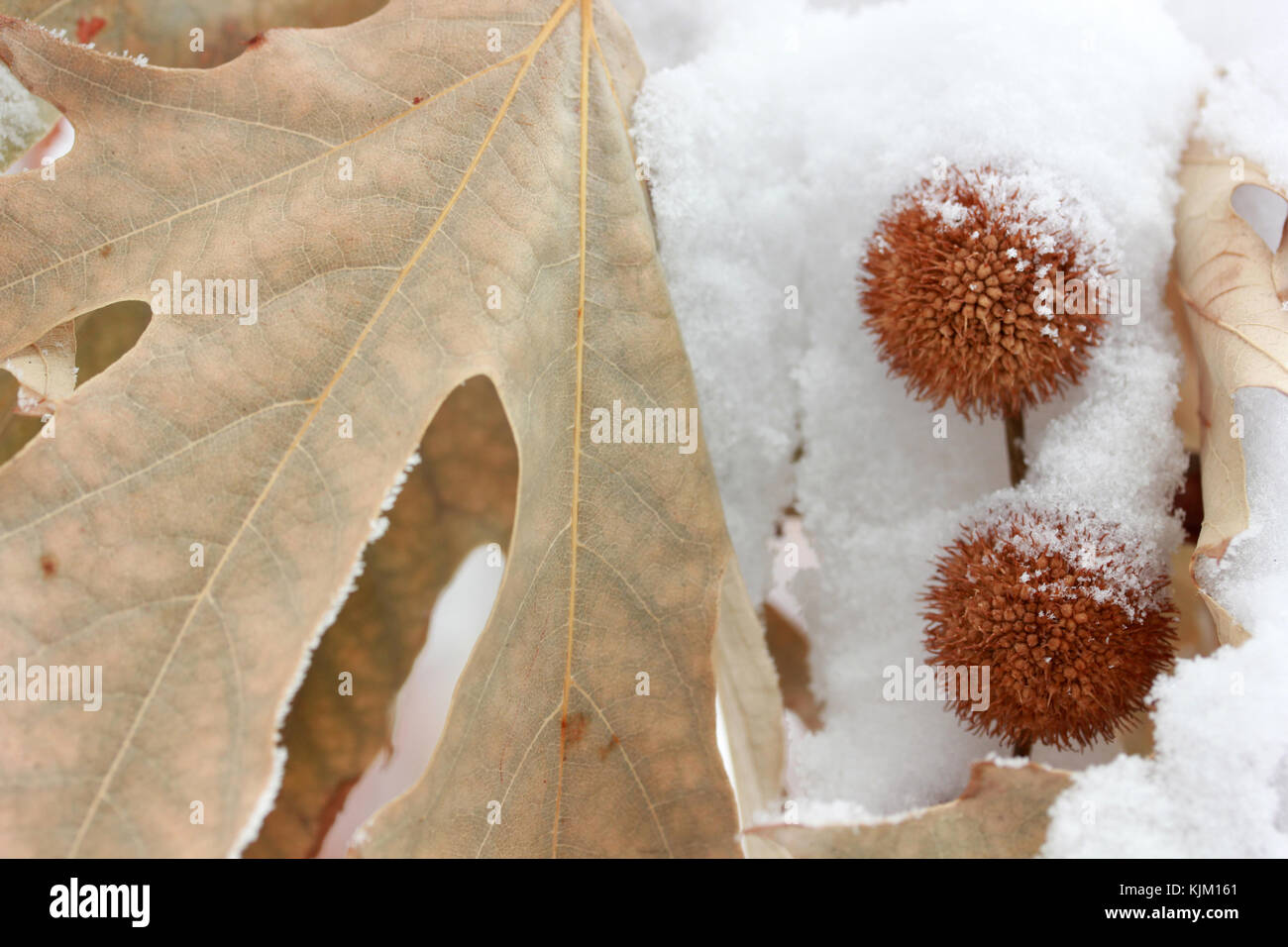 Sycamore tree seedling hi-res stock photography and images - Alamy