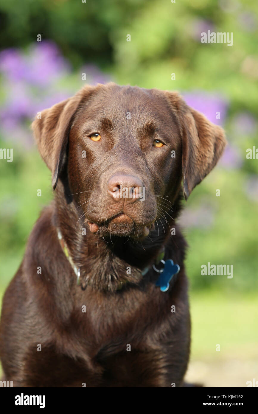 Lab head hi-res stock photography and images - Alamy