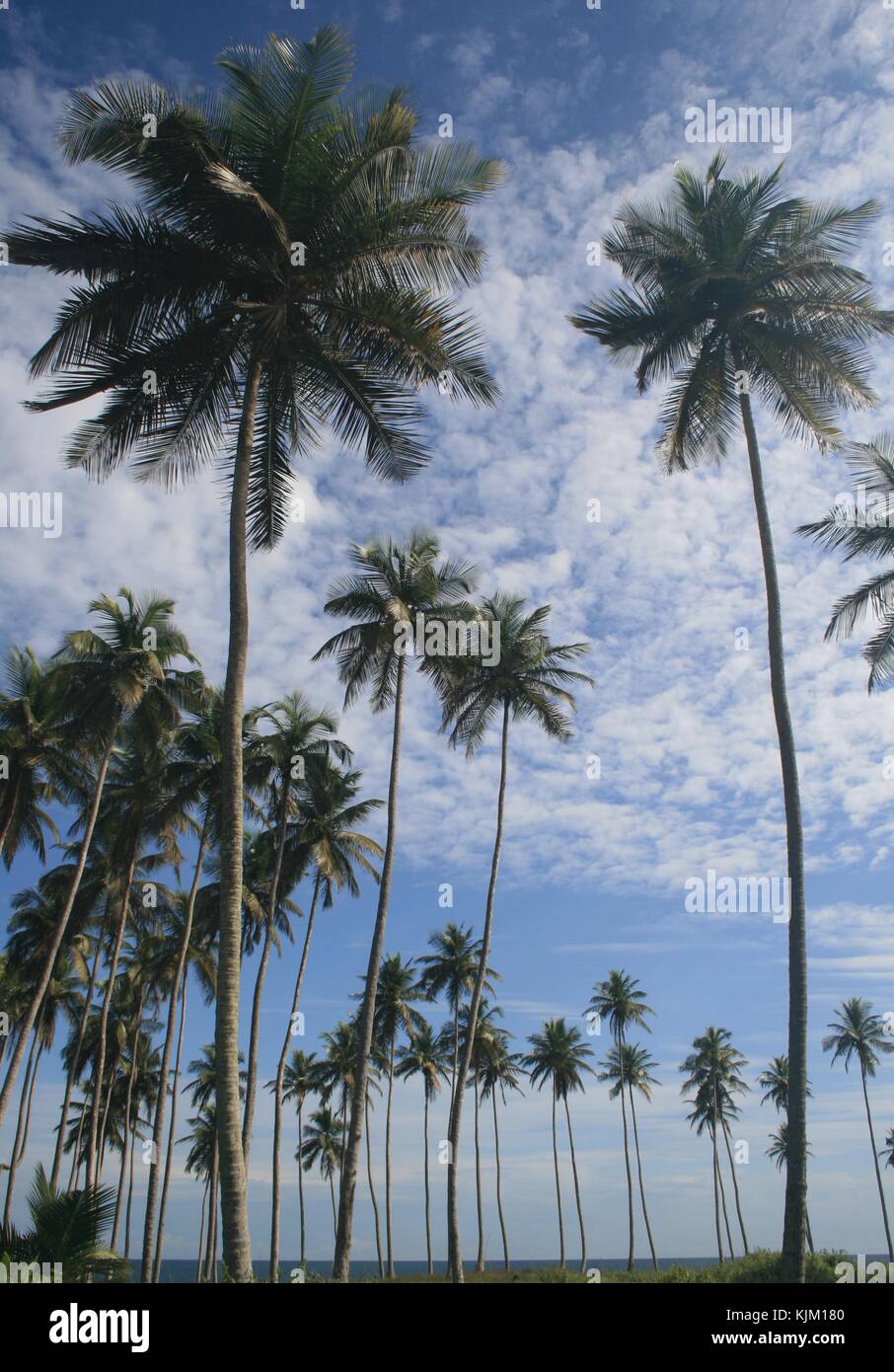 Ivory coast landscape hi-res stock photography and images - Alamy