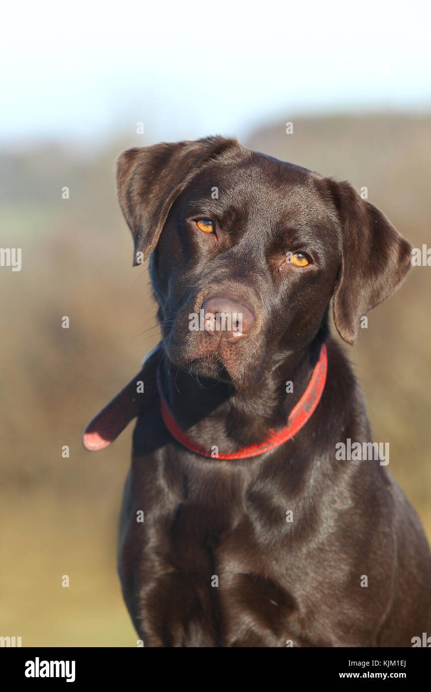 Lab head hi-res stock photography and images - Alamy