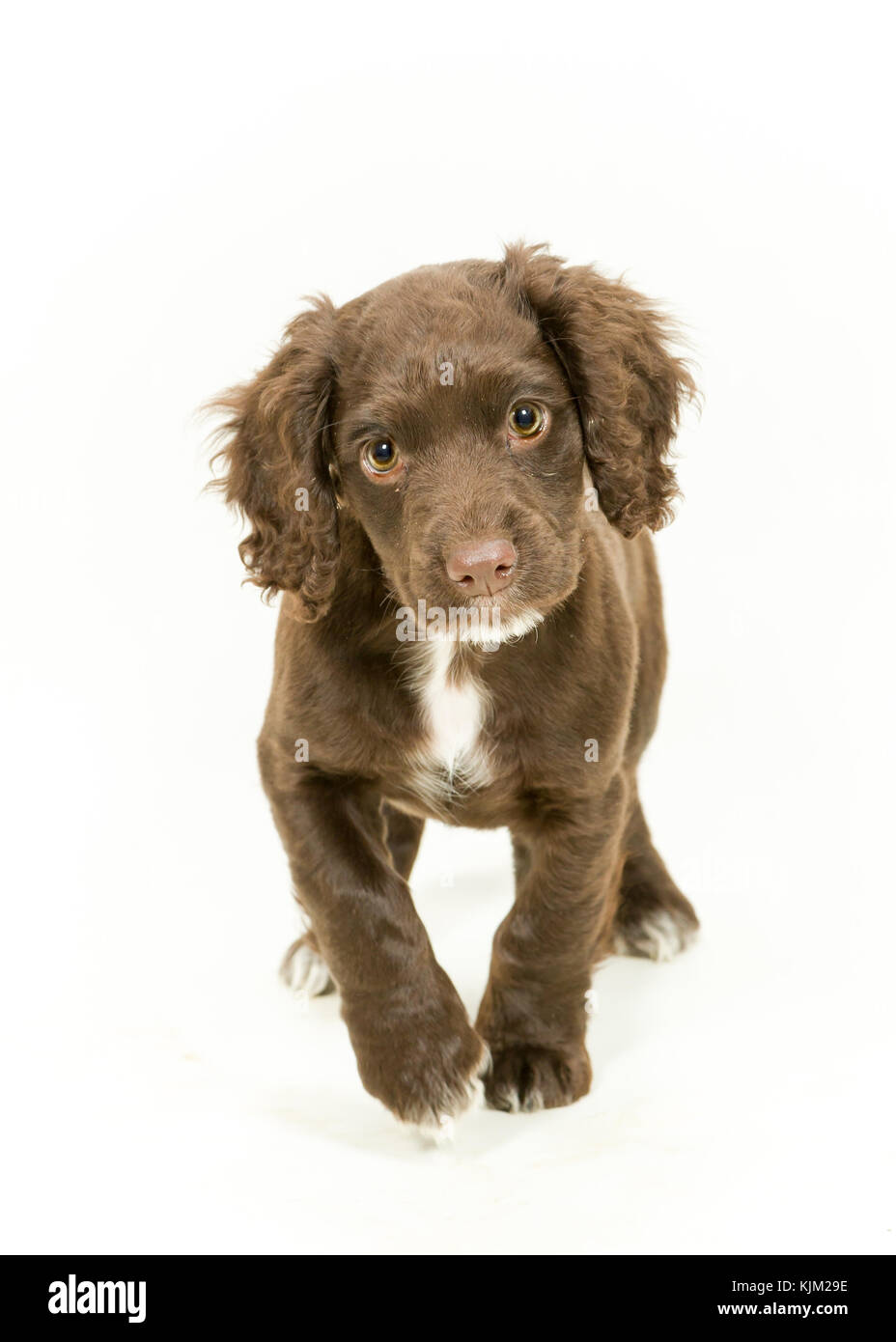 Cocker Spaniel Puppies White And Brown