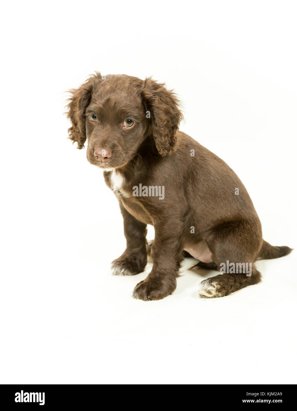 Working Cocker Spaniel Puppy on White Background Stock Photo - Alamy