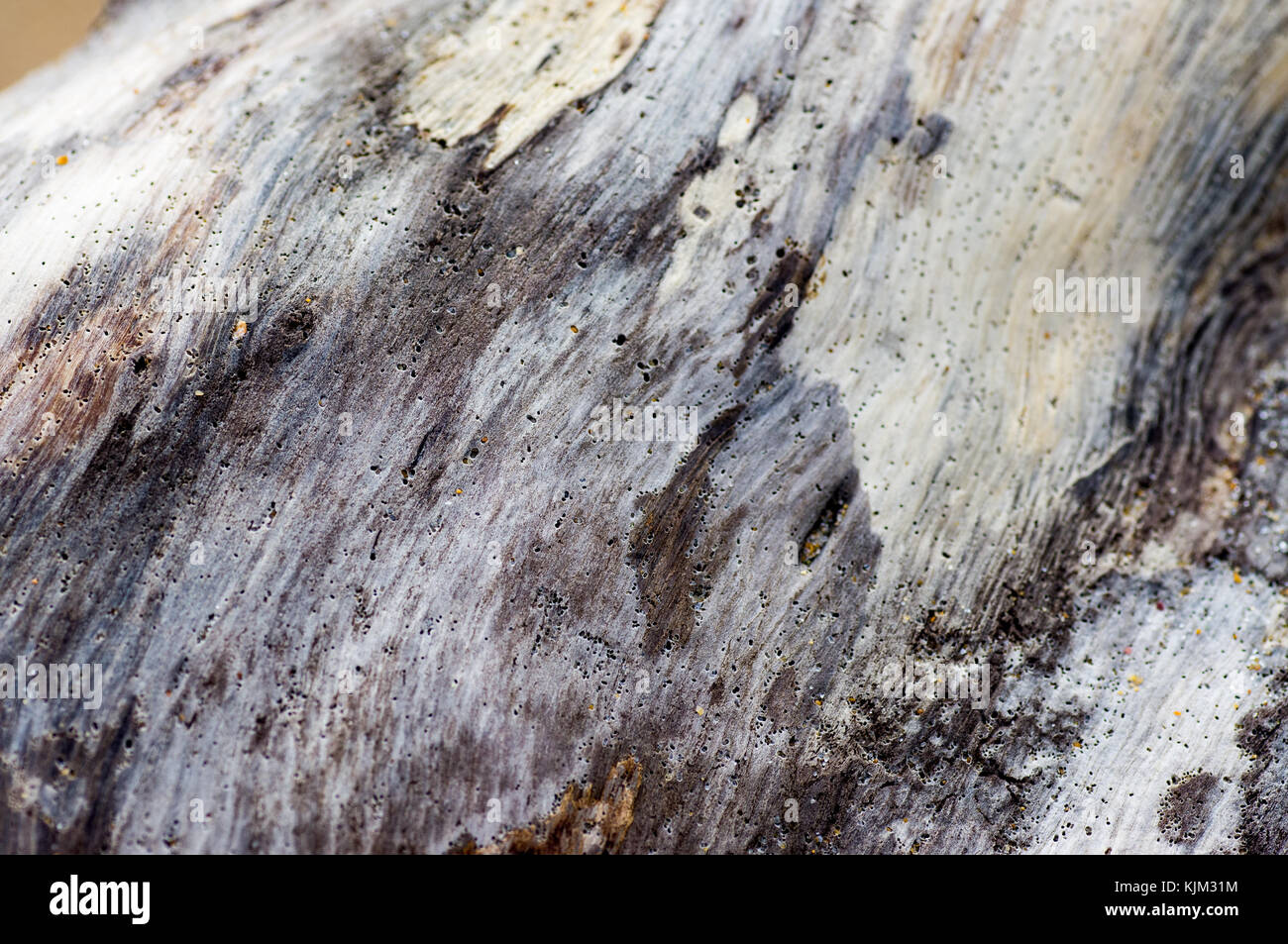 Texture of a tree trunk sanded with sea water close-up for background ...