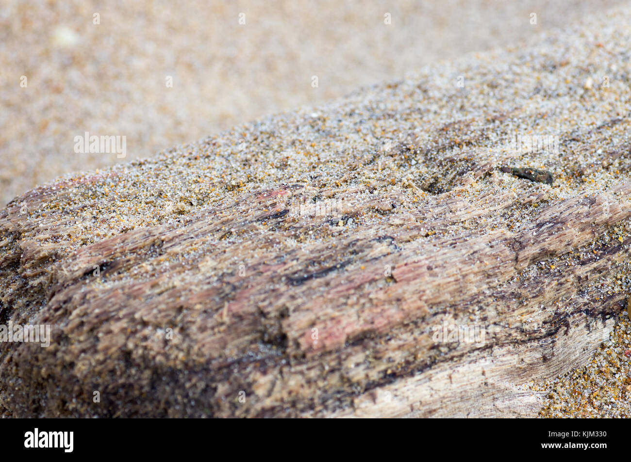 Old log on a sea sand beach close-up of a grain of sand Stock Photo - Alamy