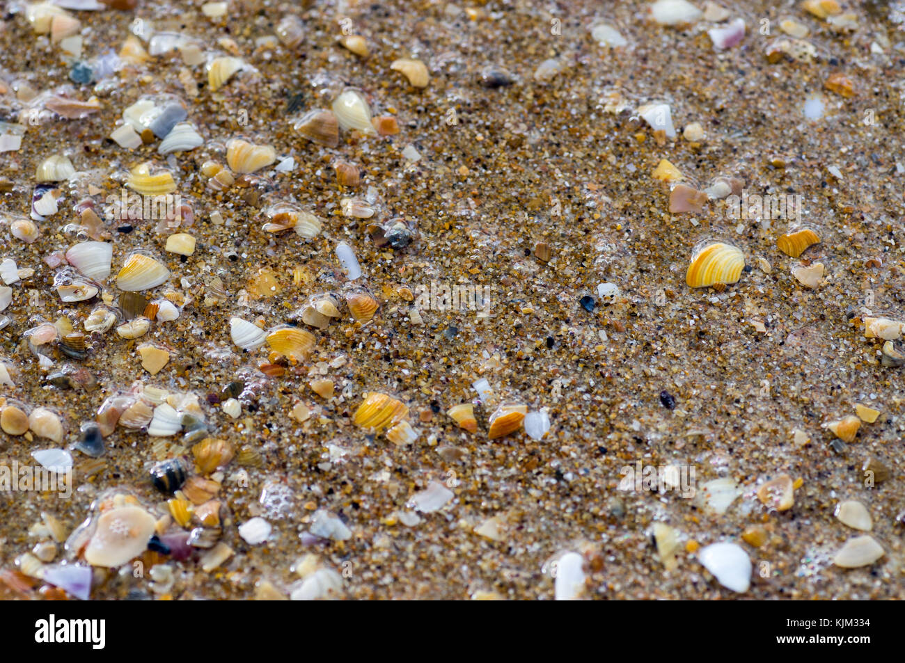 Closeup of shellfish in the sand of the sea view from above for the ...