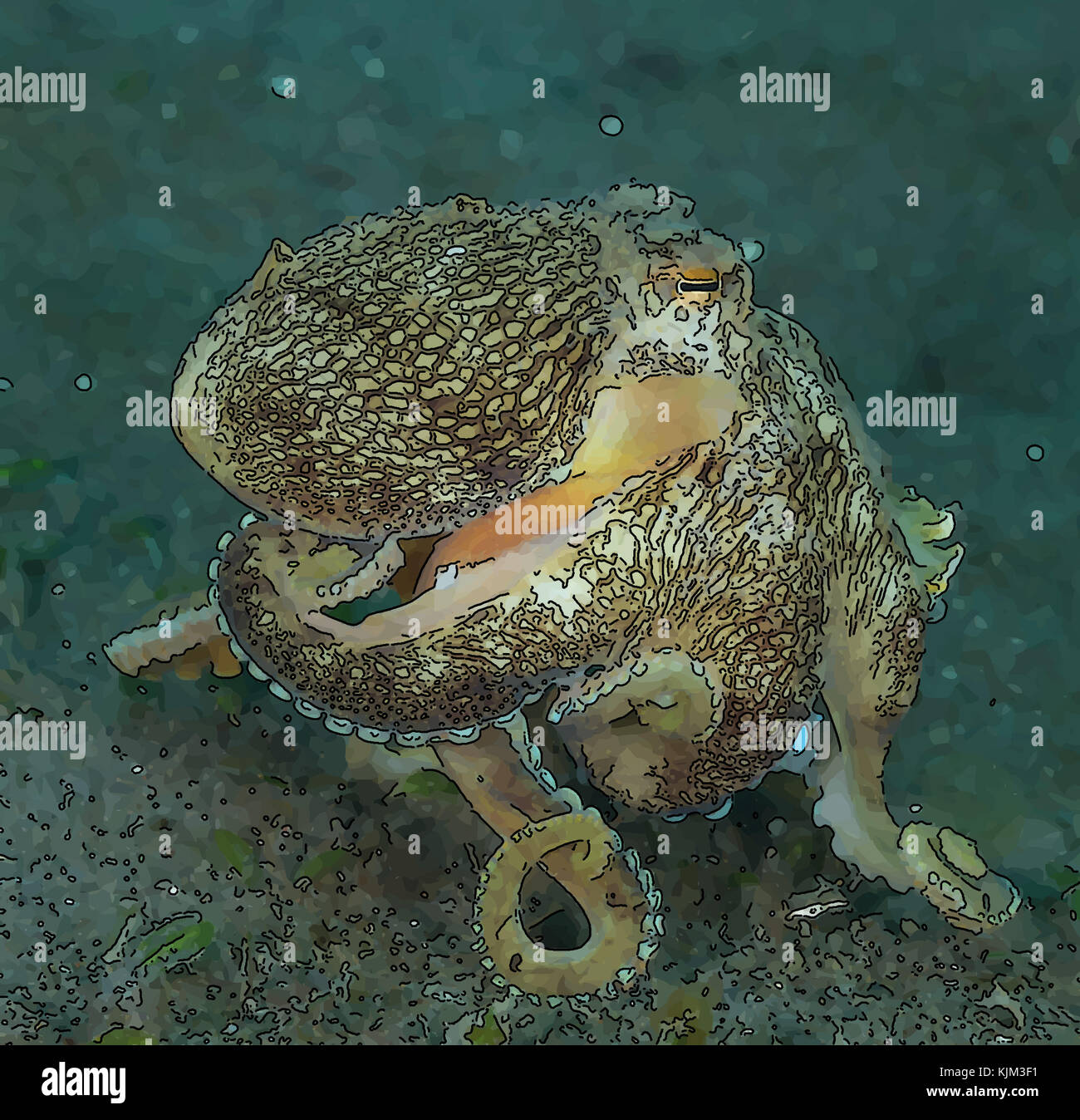 Amphioctopus marginatus, also known as the coconut octopus and the ...