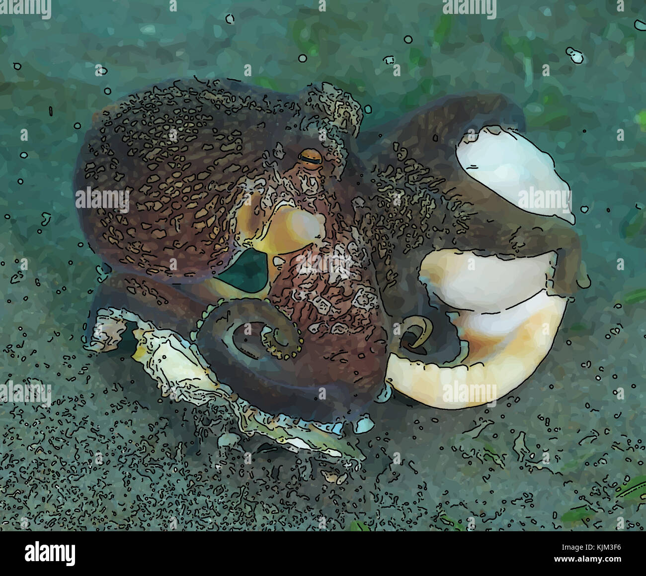 Amphioctopus marginatus, also known as the coconut octopus and the ...
