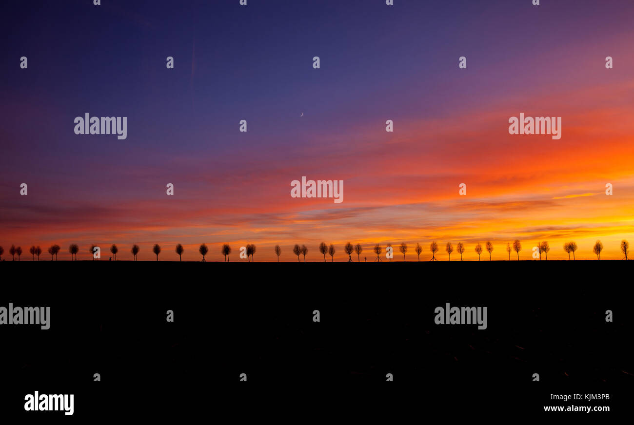 Dramatic sunset in an alley of trees Stock Photo - Alamy