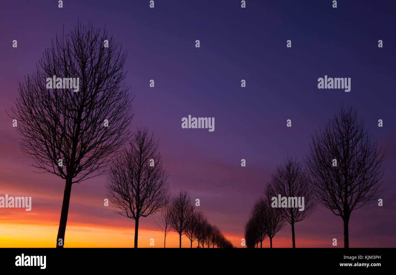 Dramatic sunset in an alley of trees Stock Photo - Alamy
