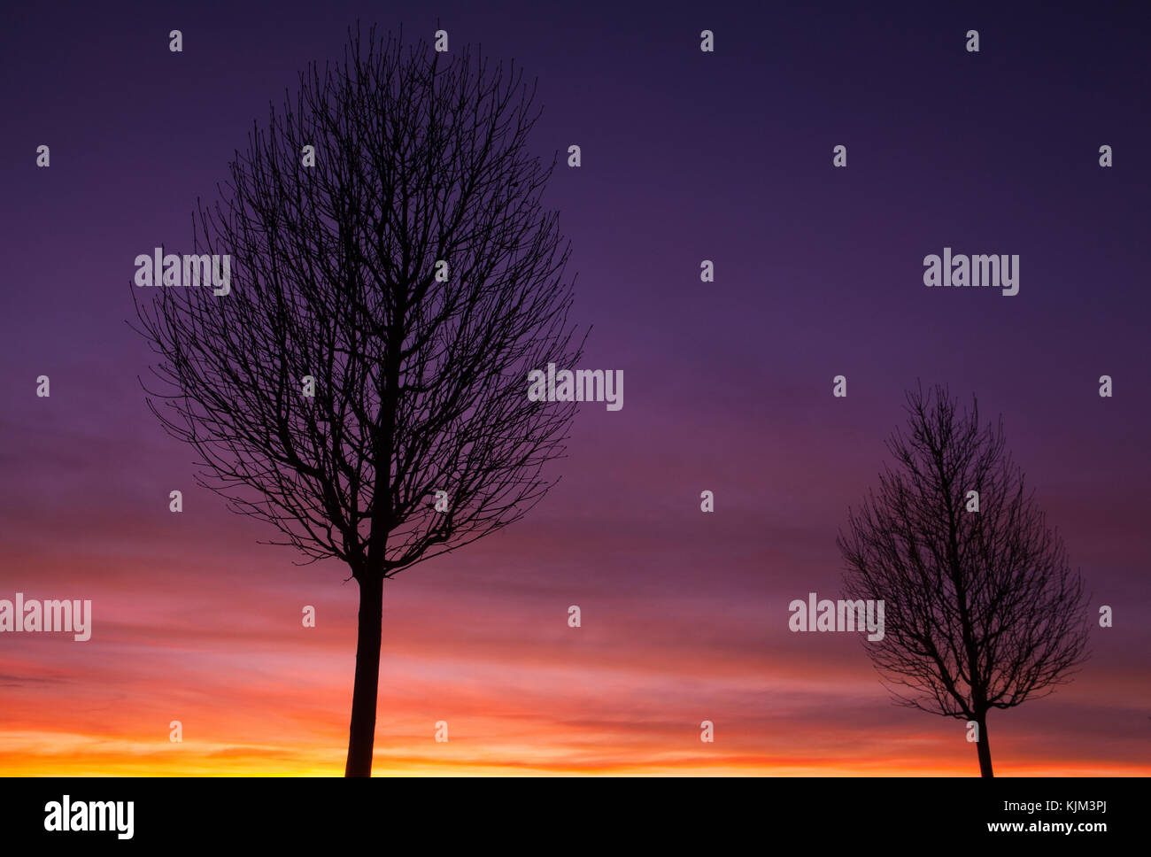 Dramatic sunset in an alley of trees Stock Photo - Alamy