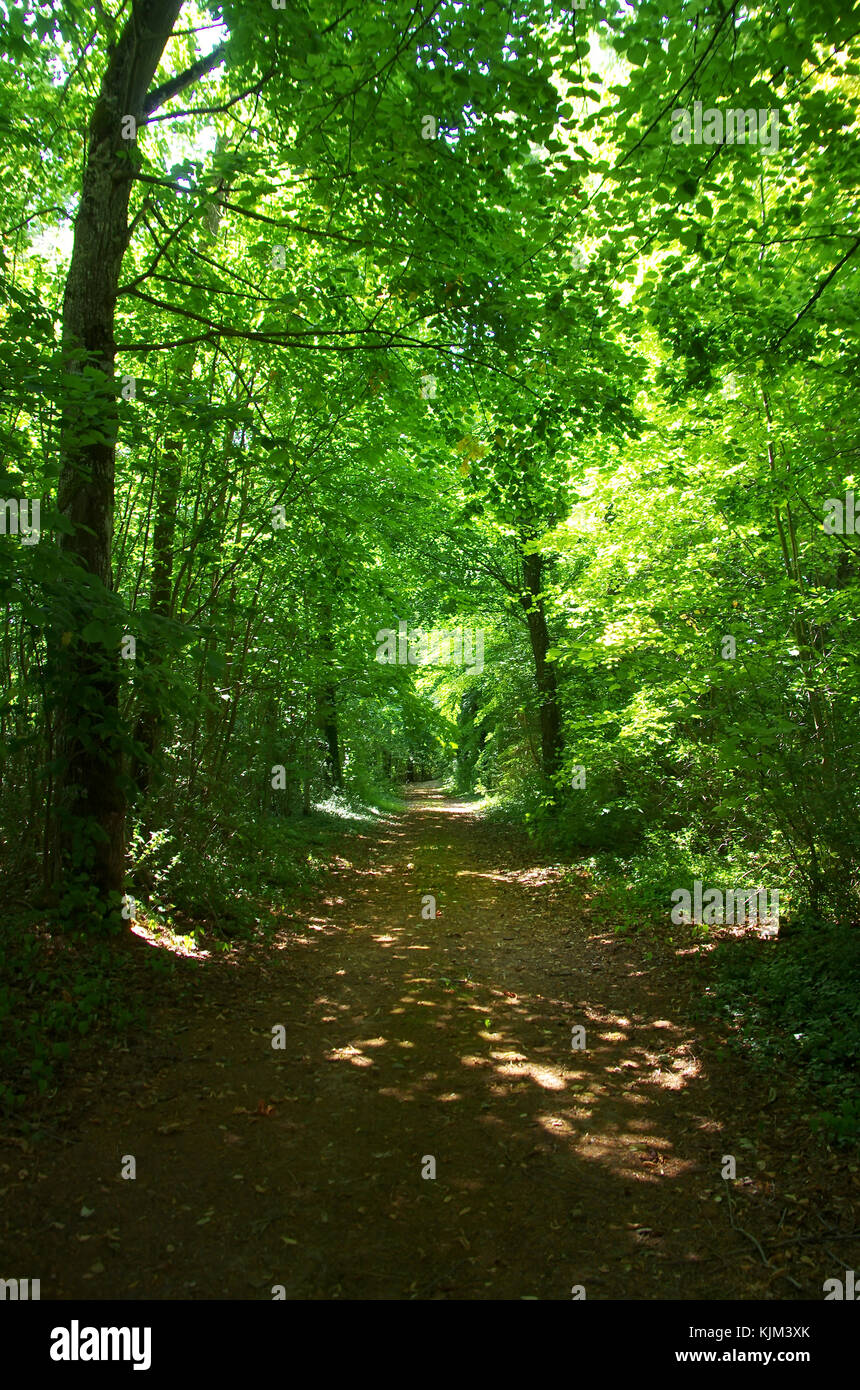 Green Trees in Forest. Beautiful Alley In Park Stock Photo - Alamy