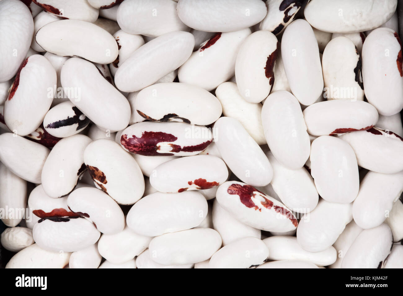 Great Northern Beans texture background Stock Photo - Alamy