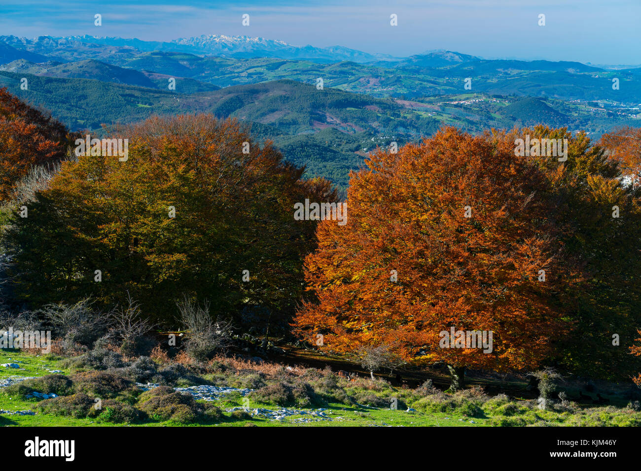 Beech forest in autumn at Cerredo Mountain, Cantabrian Sea, MONTAÑA ...