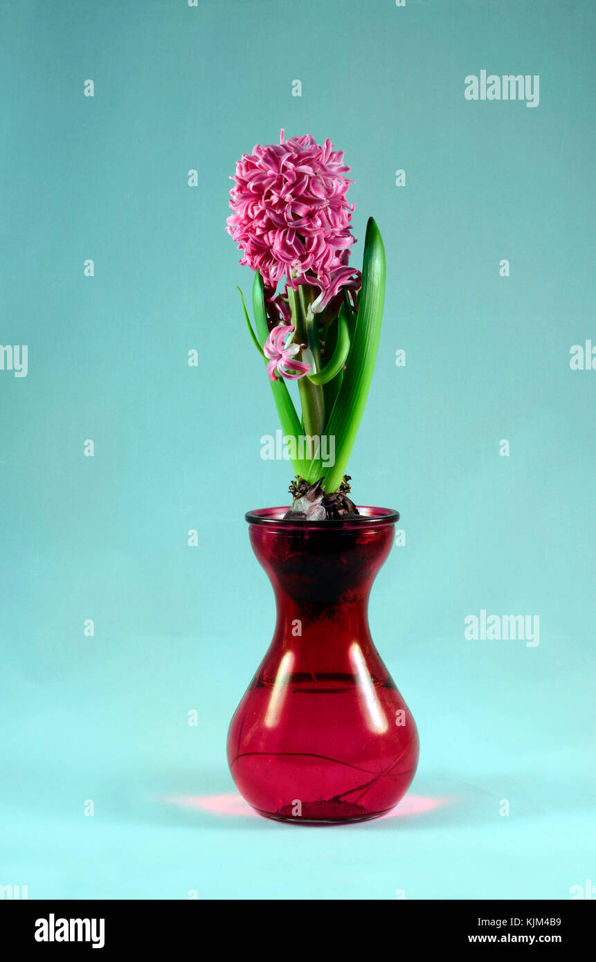 Jacinth Flower High Resolution Stock Photography and Images - Alamy