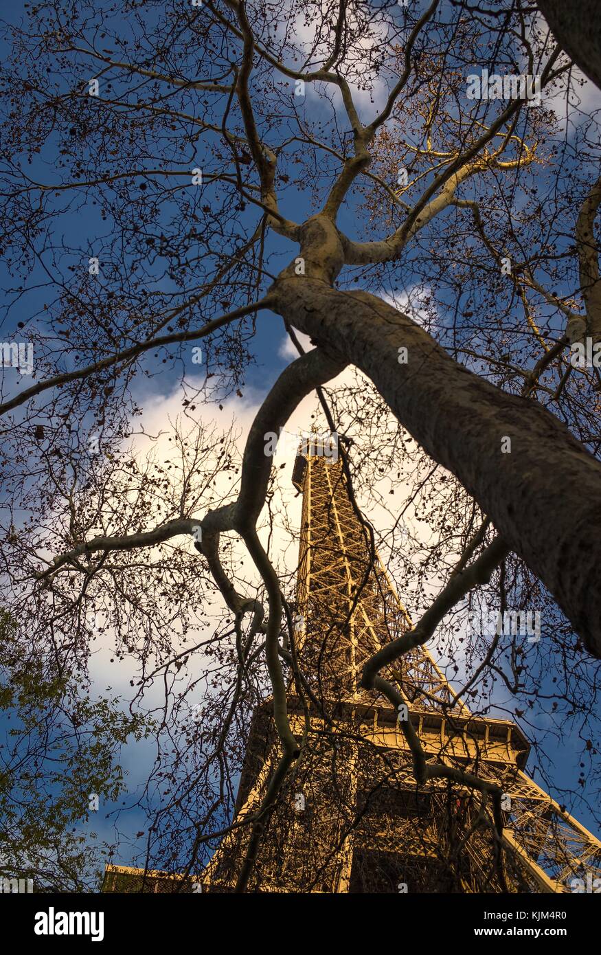 Eiffel Tower - 25/11/2012 - - Eiffel Tower - The Eiffel Tower, Paris in ...