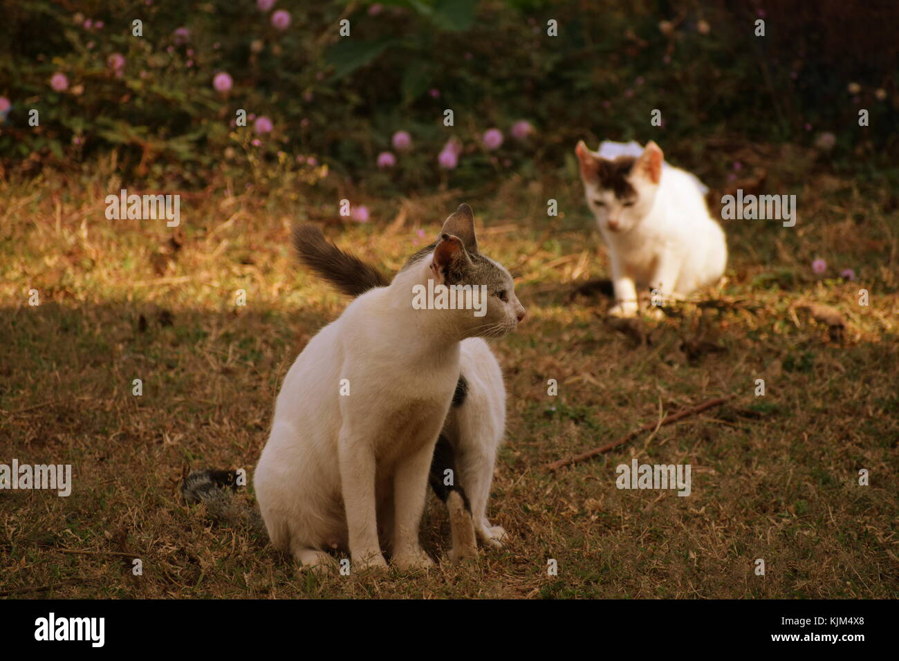 Playful cats hi-res stock photography and images - Alamy