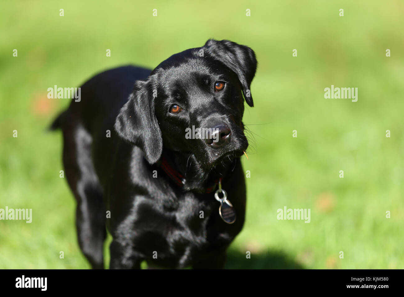 Lab head hi-res stock photography and images - Alamy
