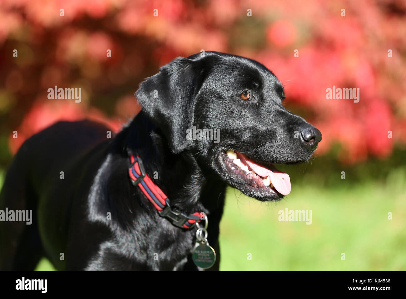Black labrador in autumn leaves hi-res stock photography and images - Alamy