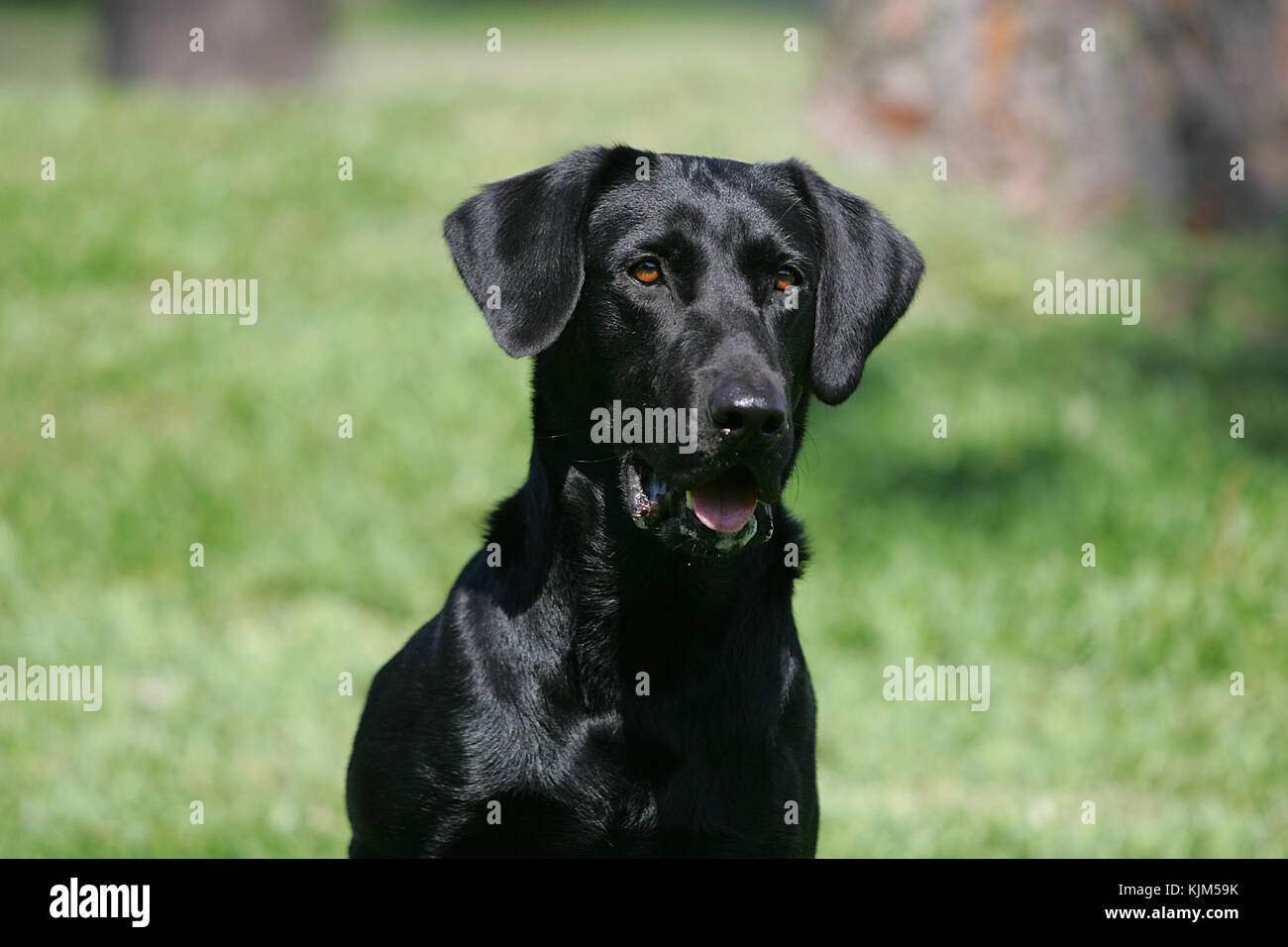 Black labrador head shot hi-res stock photography and images - Alamy