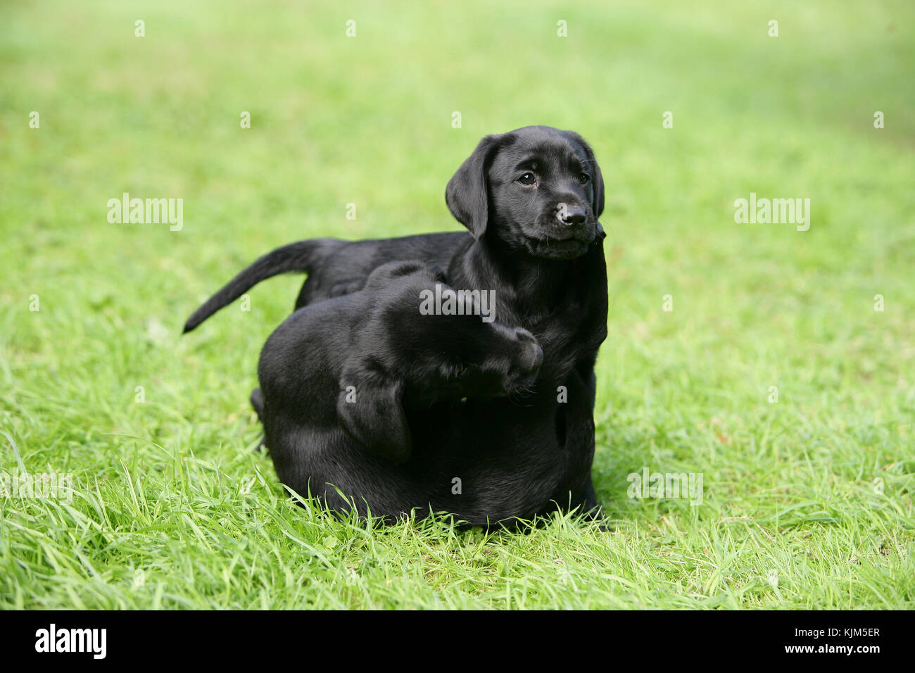 Black labrador retriever playing hi-res stock photography and images ...