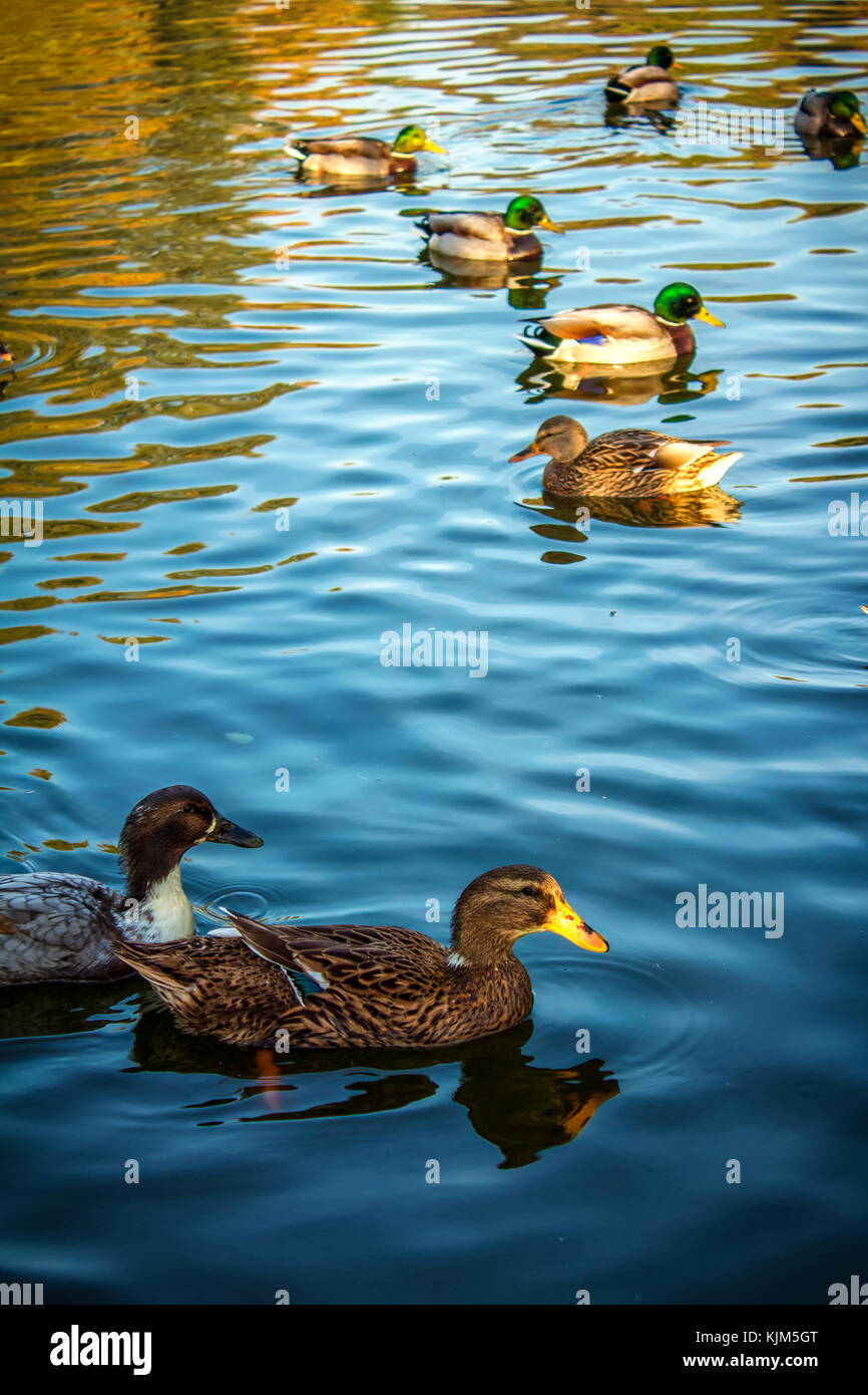 Many duck hi-res stock photography and images - Alamy